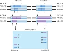 DNA라이브러리 cDNA라이브러리? DNA지문? 반복서열? VNTR STR? : 네이버 블로그