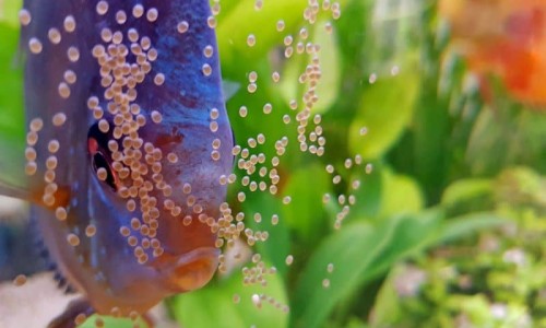 디스커스 사육 총망라 (특징, 환경, 번식 및 치어키우기) : 네이버 블로그