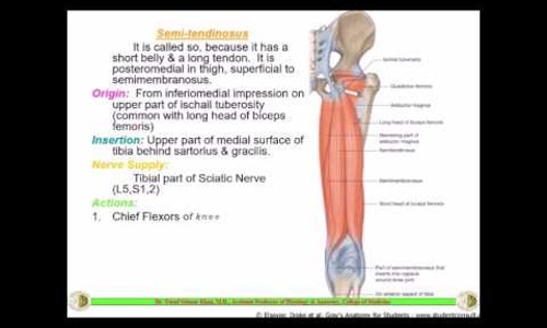 Anatomy of Thigh - Hamstring compartment. Biceps femoris short head ...