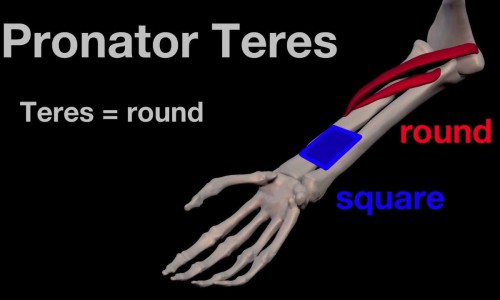Anatomy Of The Pronator Teres Muscle : 네이버 블로그