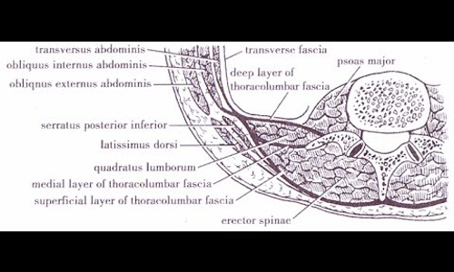 Quadratus lumborum block : 네이버 블로그