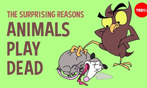 [Ted-Ed] 테드로 혼자 영어공부 #003 The surprising reasons animals play dead ...