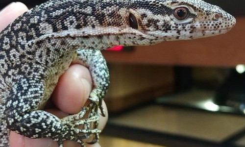 폭풍 성장한 인도네시아 소형 도마뱀, 피콕 모니터(Peacock monitor/Varanus auffenbergi) 서울 ...