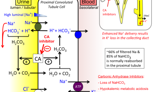 (1) 강아지 심장병, 심부전 단계와 치료법 - ACVIM stage : 네이버 블로그