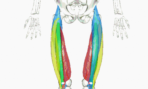스미스머쉰에서 안전하게 실시하는 스쿼트 운동 : 네이버 블로그