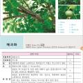 매괴화, 玫瑰花, Rosae Rugosae Flos : 네이버 블로그
