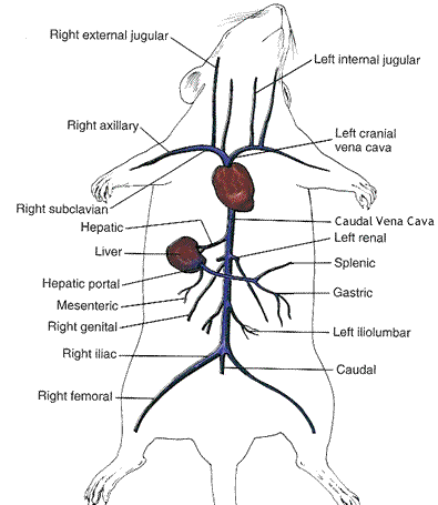 Rat Anatomy Dissection : 네이버 블로그
