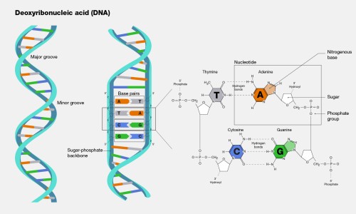 DNA 구조와 기능-과학 심화 탐구 : 네이버 블로그